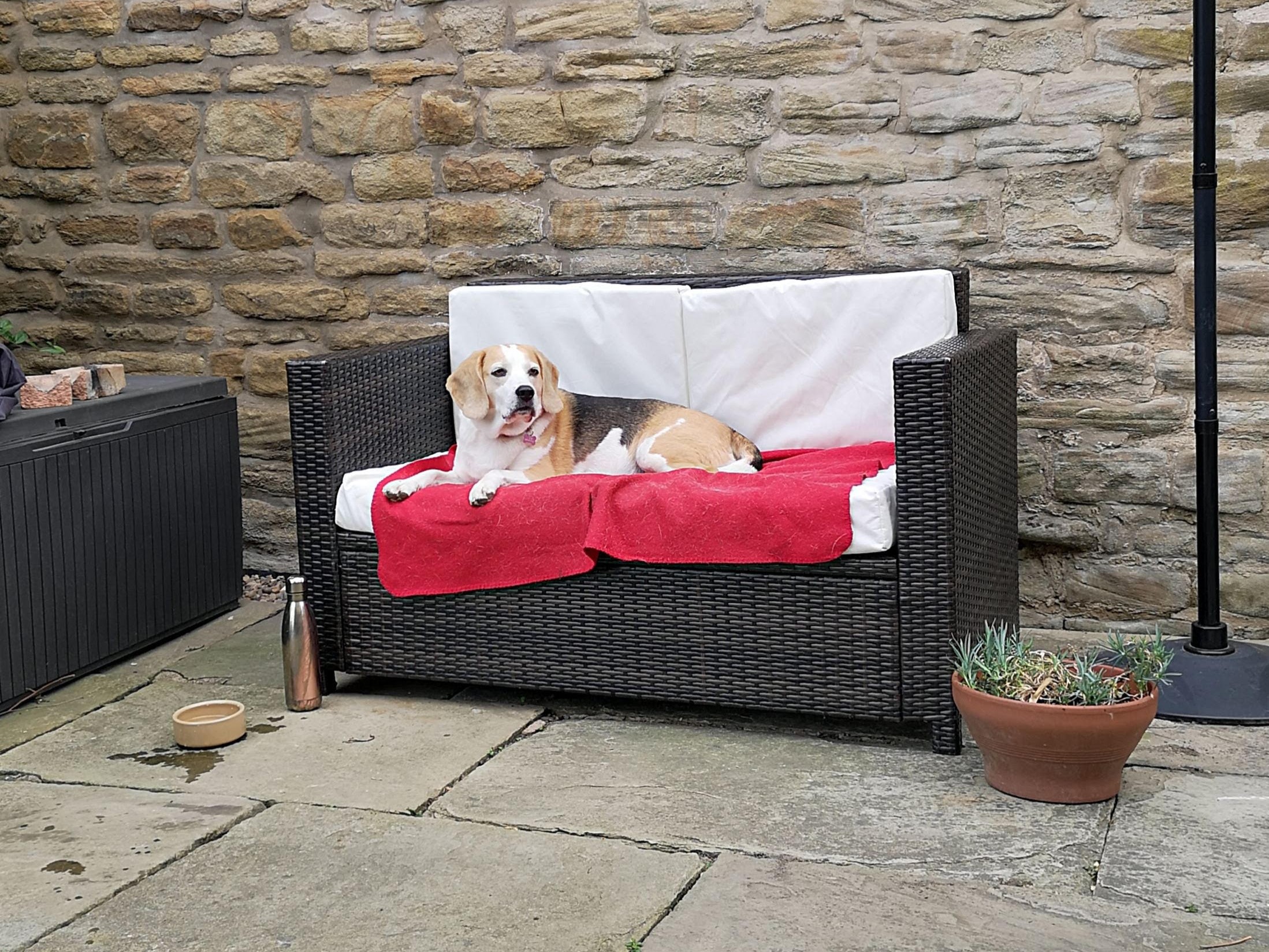 The Old Dog House - luxury dog hotel